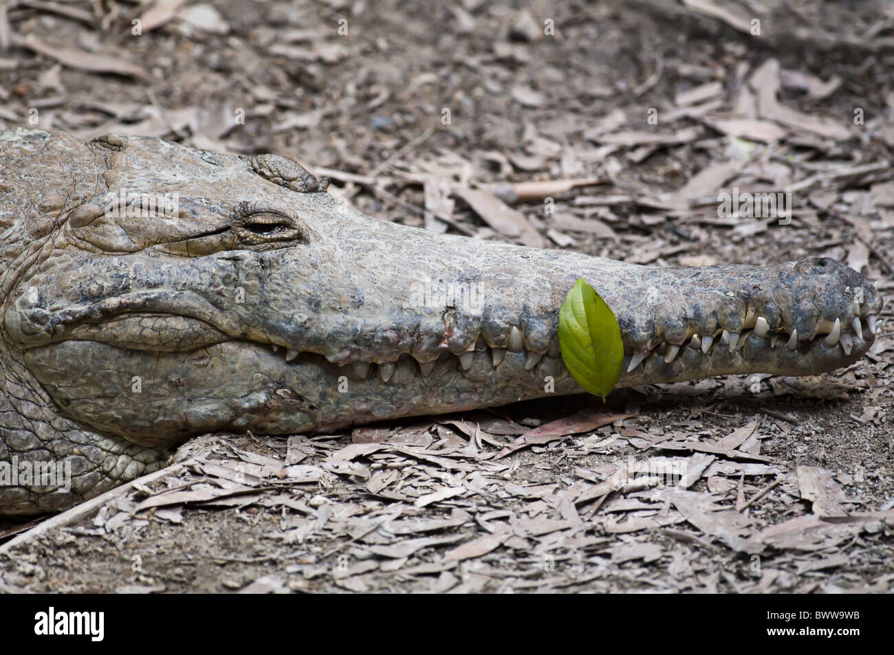 Krokodil land hi-res stock photography and images - Alamy