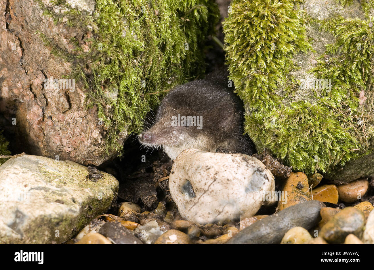 Eurasian Water Shrew Fodiens High Resolution Stock Photography and ...