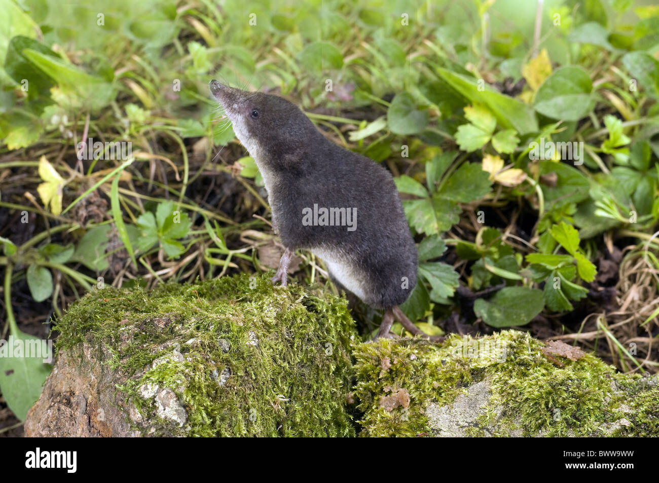 Eurasian water shrew hi-res stock photography and images - Alamy