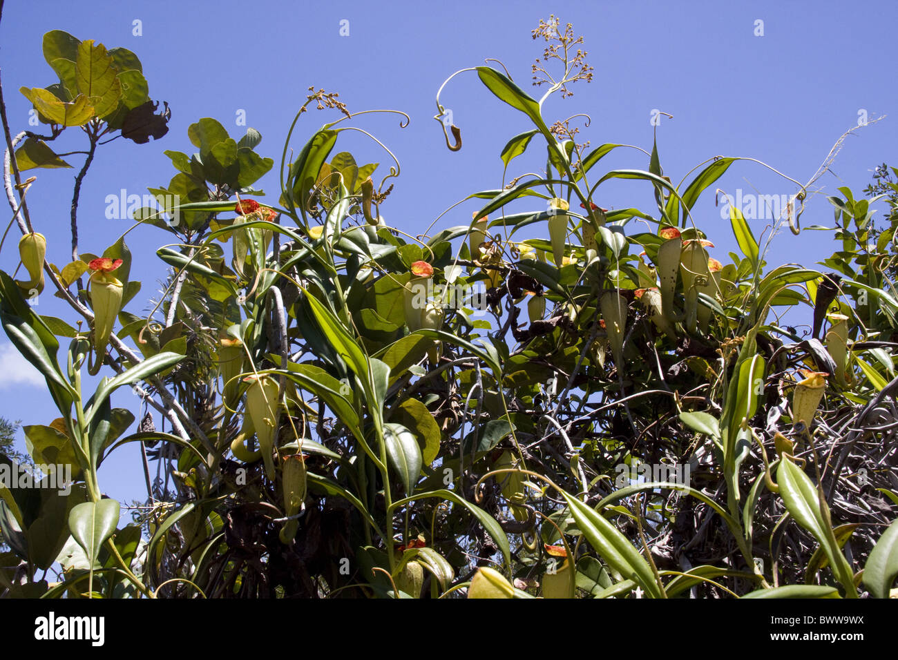 Plants of madagascar hi-res stock photography and images - Alamy
