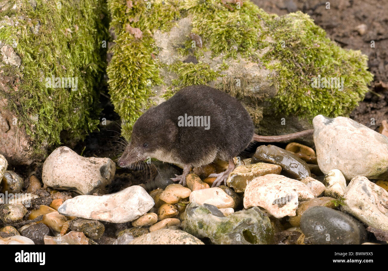 Eurasian Water Shrew Neomys fodiens adult Stock Photo - Alamy