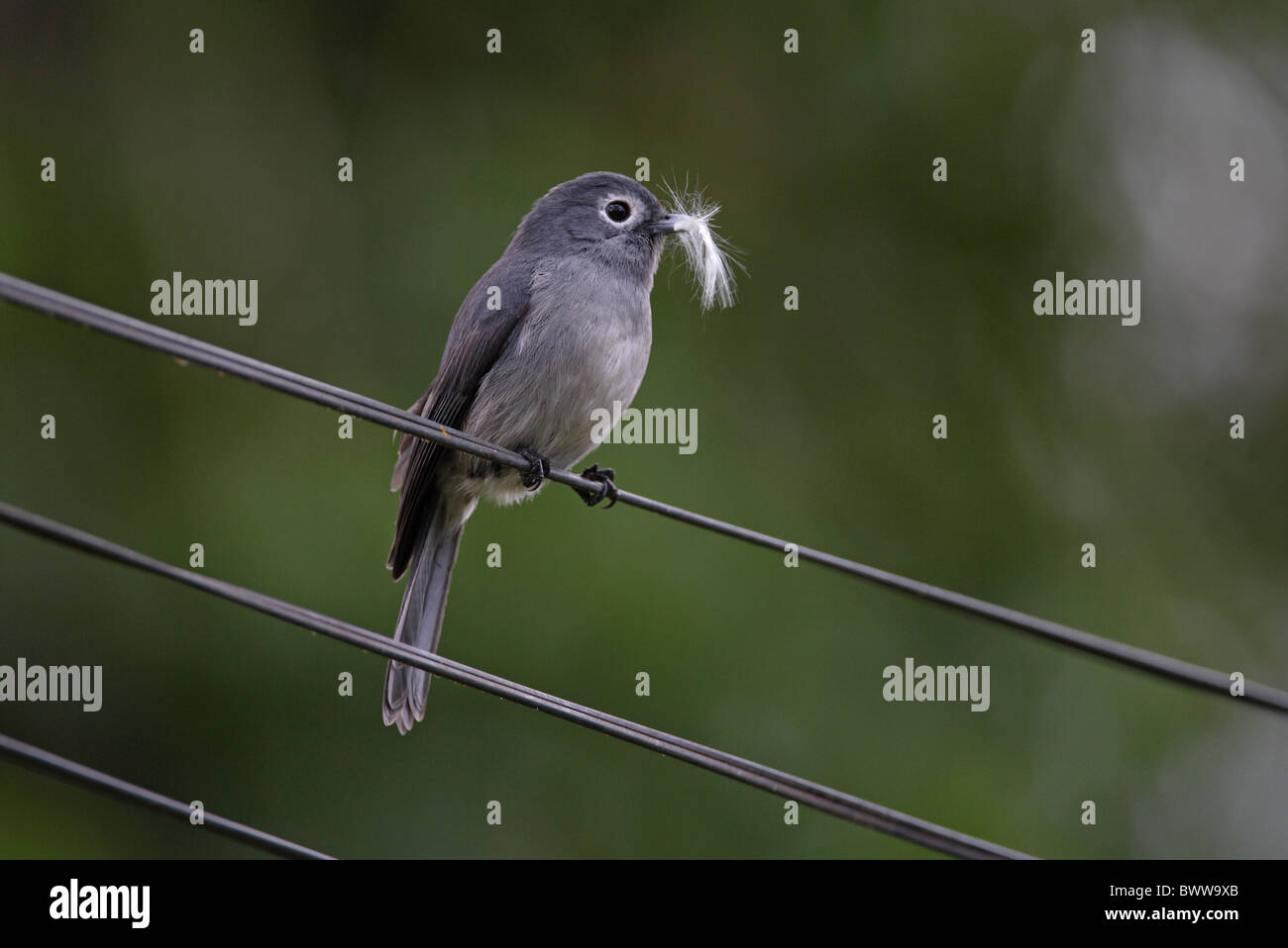 White eyed Slaty Flycatcher Melaenornis fischeri Stock Photo - Alamy
