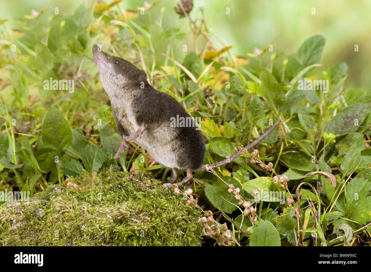 Eurasian Water Shrew Neomys fodiens adult Stock Photo - Alamy