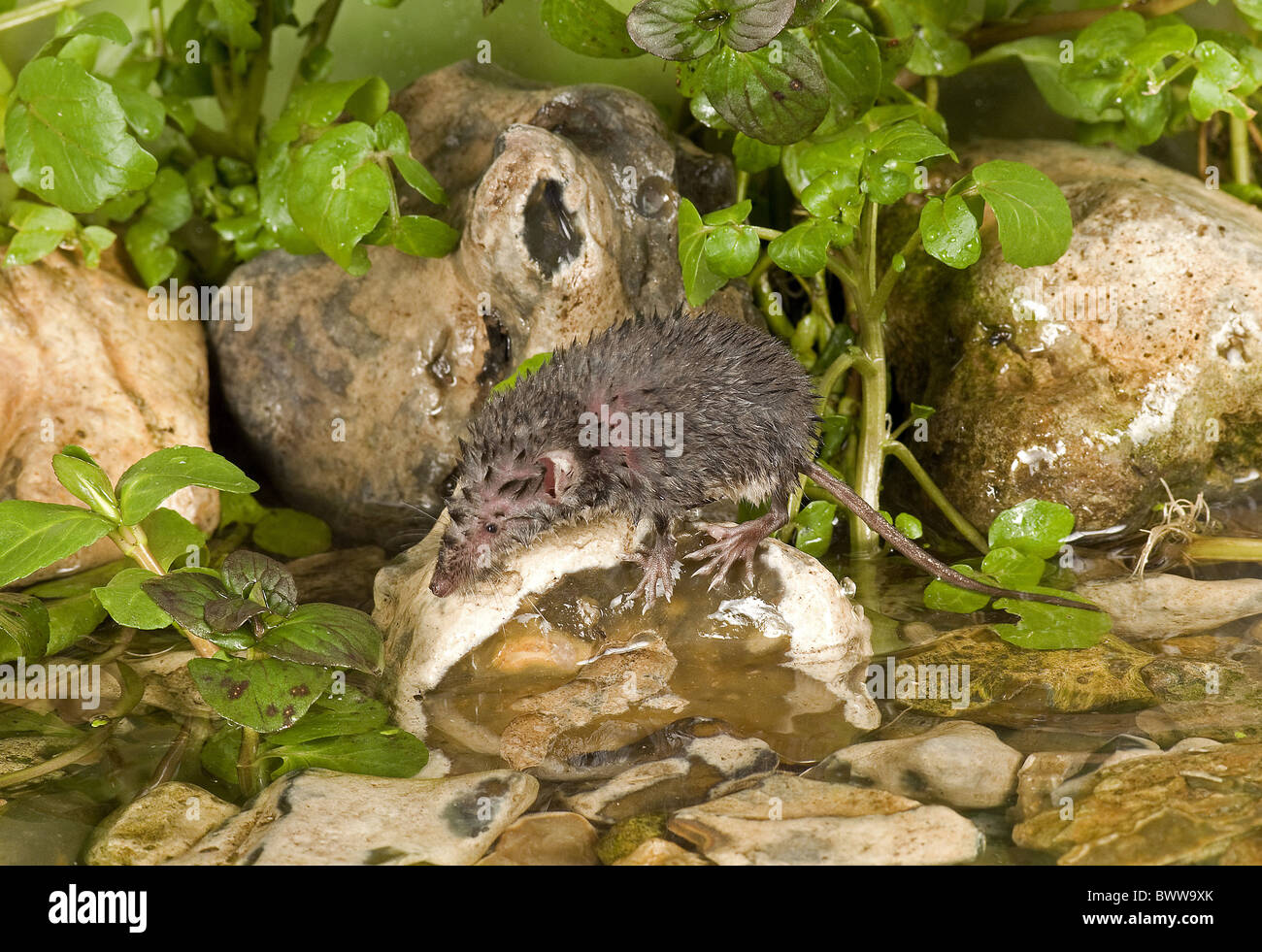Eurasian water shrew fodiens hi-res stock photography and images - Alamy
