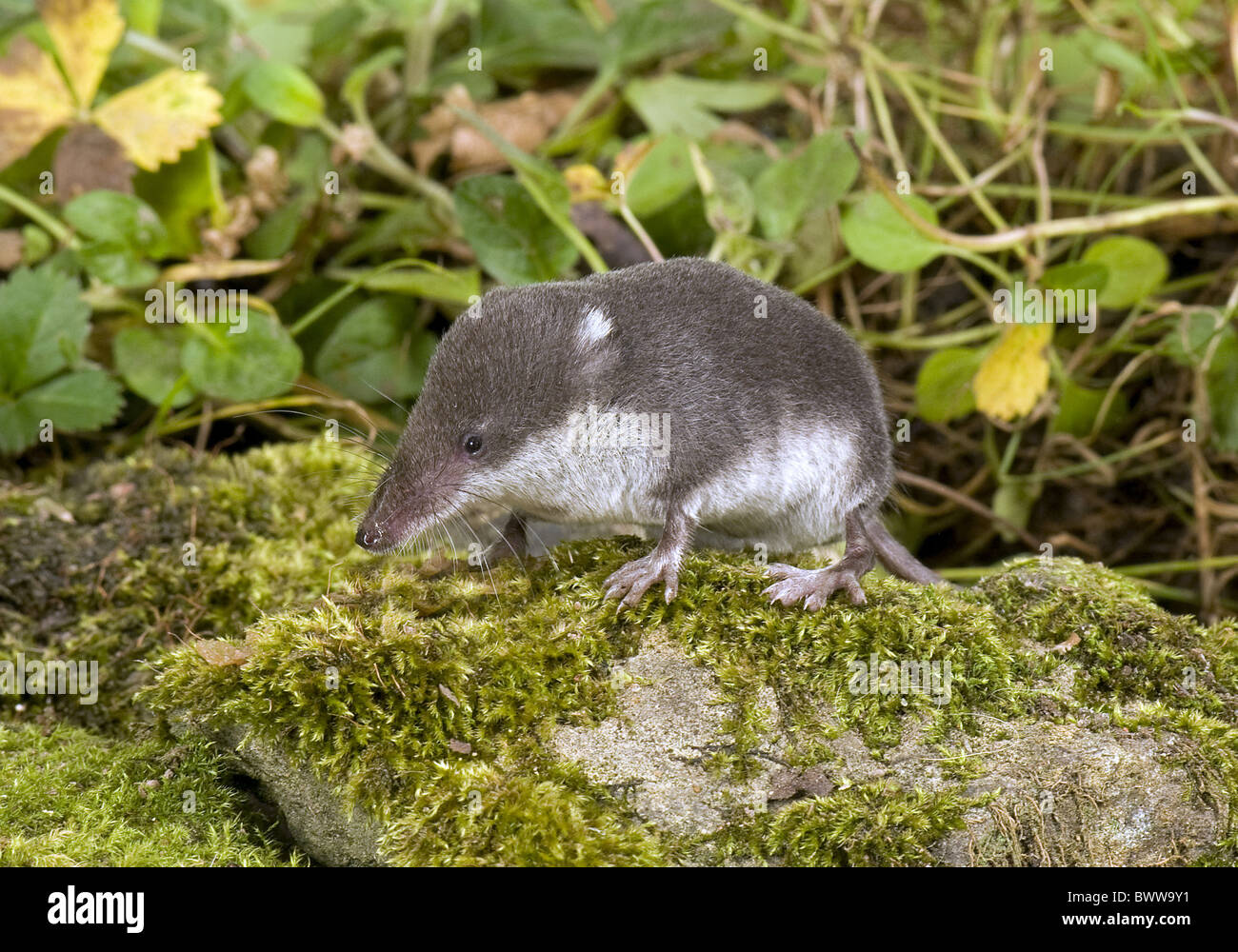 European Shrew High Resolution Stock Photography and Images - Alamy