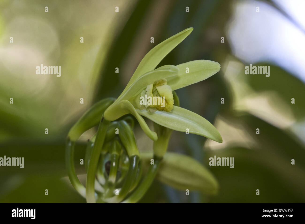 flower of the Vanilla plant Stock Photo - Alamy