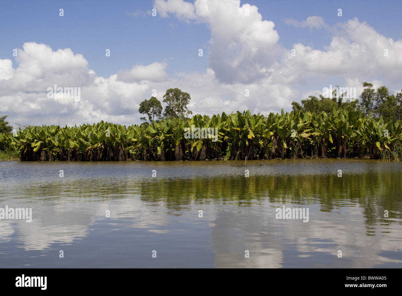 Giant taro or elephant ear Typhonodorum Stock Photo - Alamy