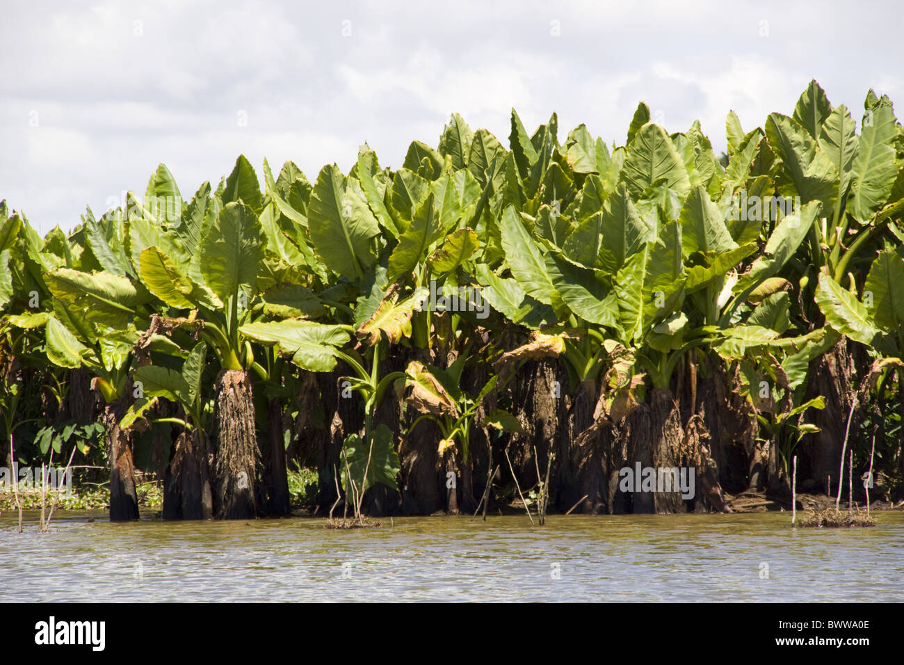 Giant taro or elephant ear Typhonodorum Stock Photo - Alamy
