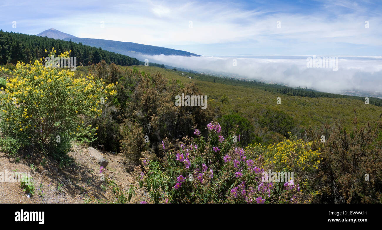 Spain Europe Tenerife Parque Nacional del Teide Canary islands national ...