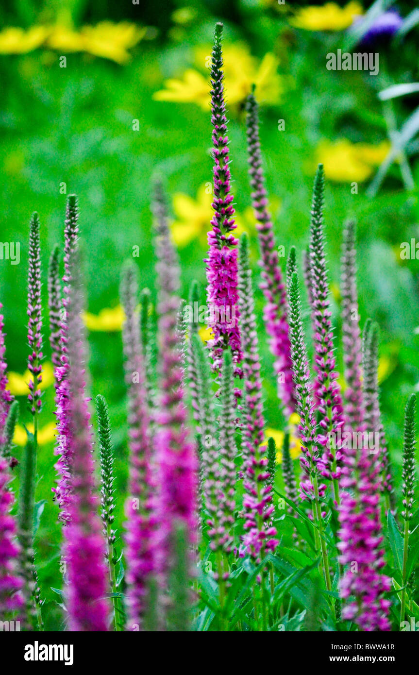 Purple and yellow wildflowers in spring Stock Photo - Alamy