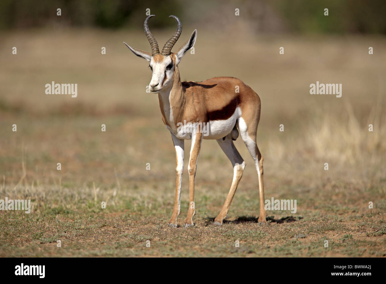 maennlich - male springbok springboks gazelle gazelles antelope ...