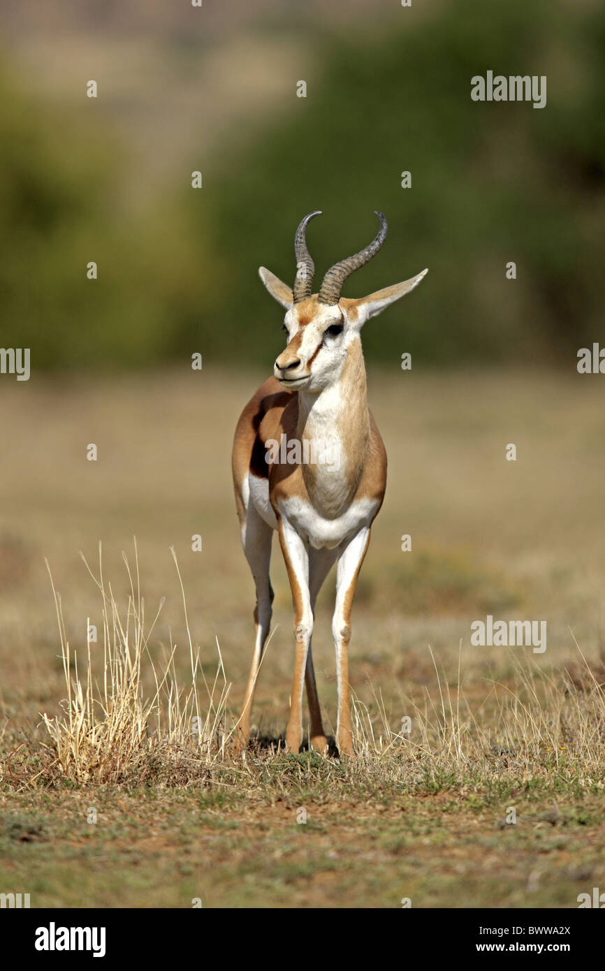 maennlich - male springbok springboks gazelle gazelles antelope ...