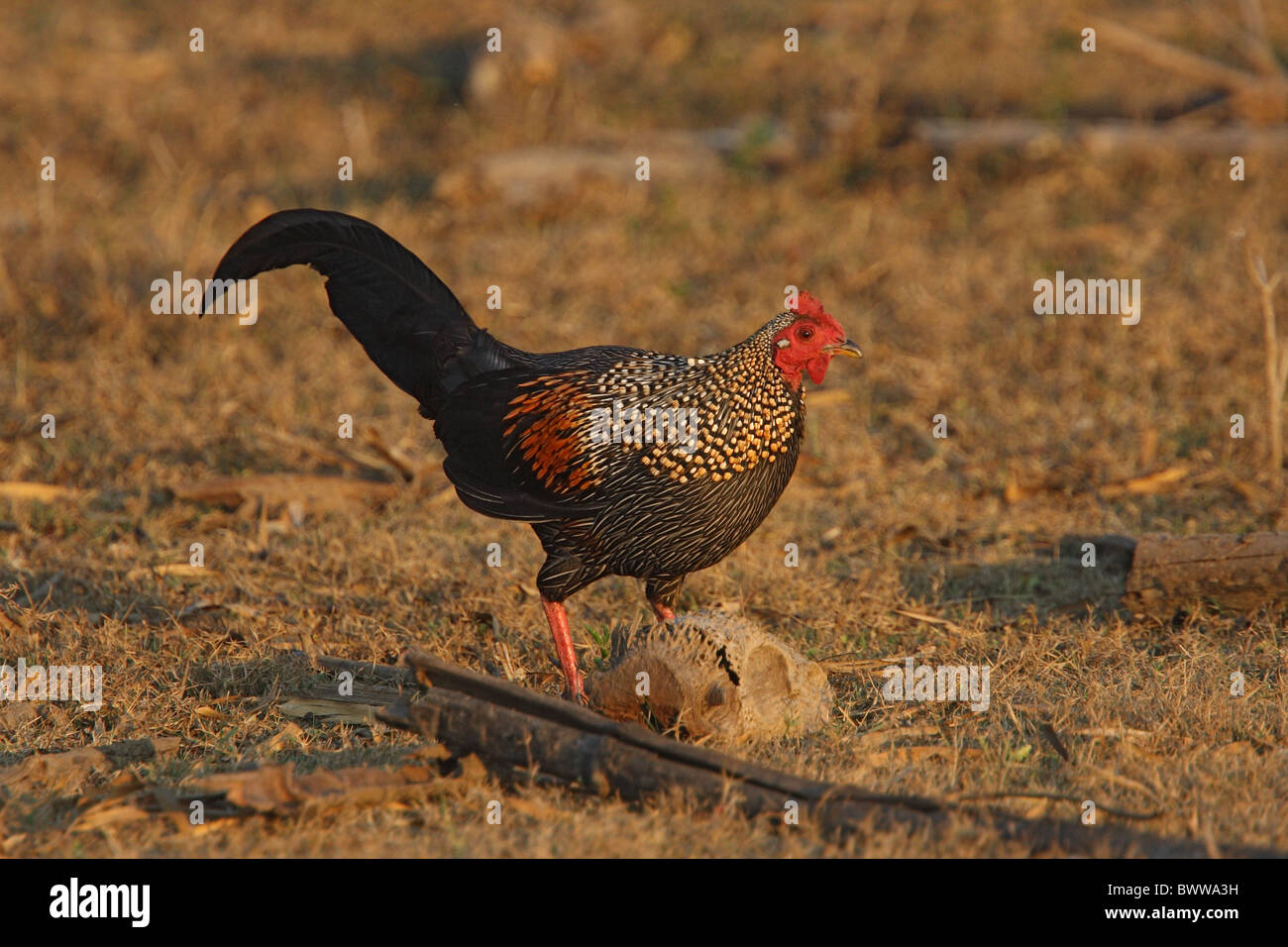 Grey jungle fowls hi-res stock photography and images - Alamy