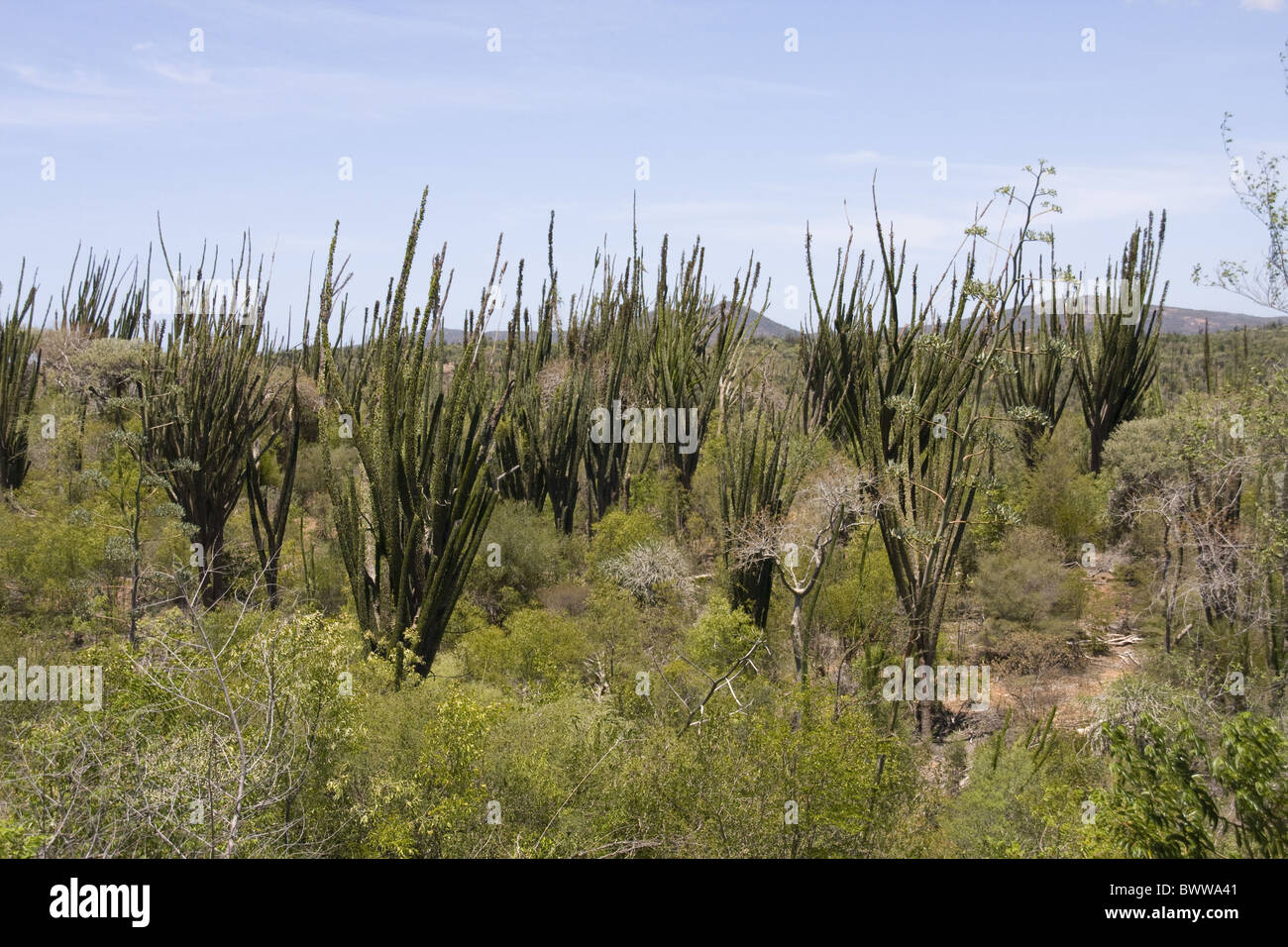 spiny forest these are sometimes know as octopus Stock Photo - Alamy