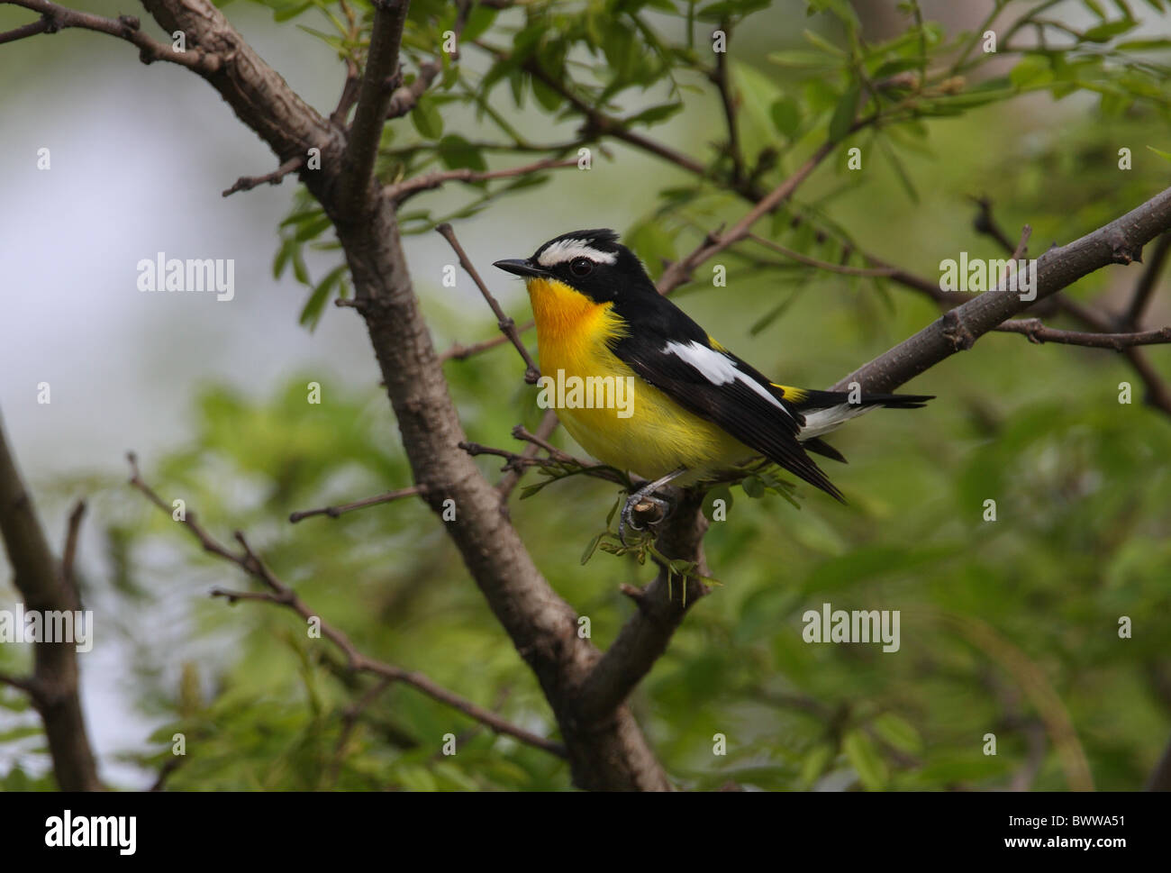 Tricolour bird hi-res stock photography and images - Alamy