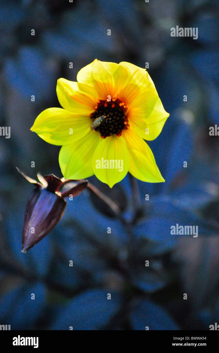 yellow flower and bud Stock Photo - Alamy