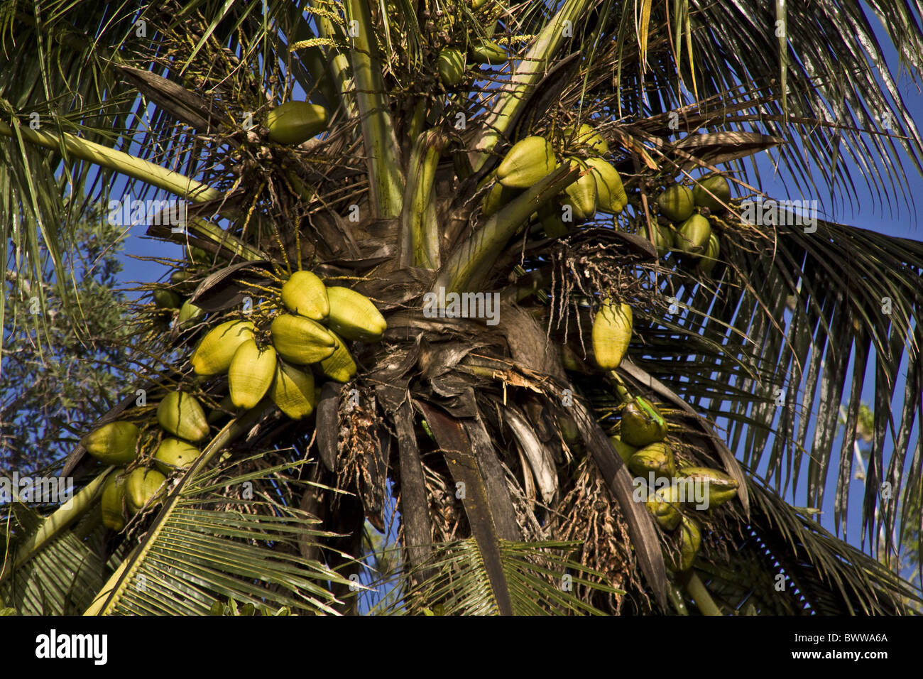 Coconut Palm nuts - Madagascar Stock Photo - Alamy