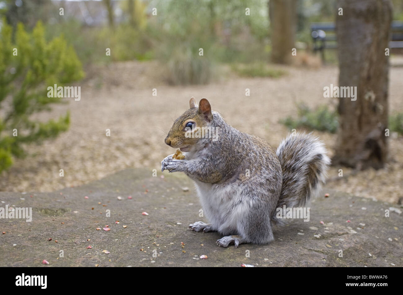 Eastern Grey Squirrel Sciurus carolinensis Stock Photo - Alamy