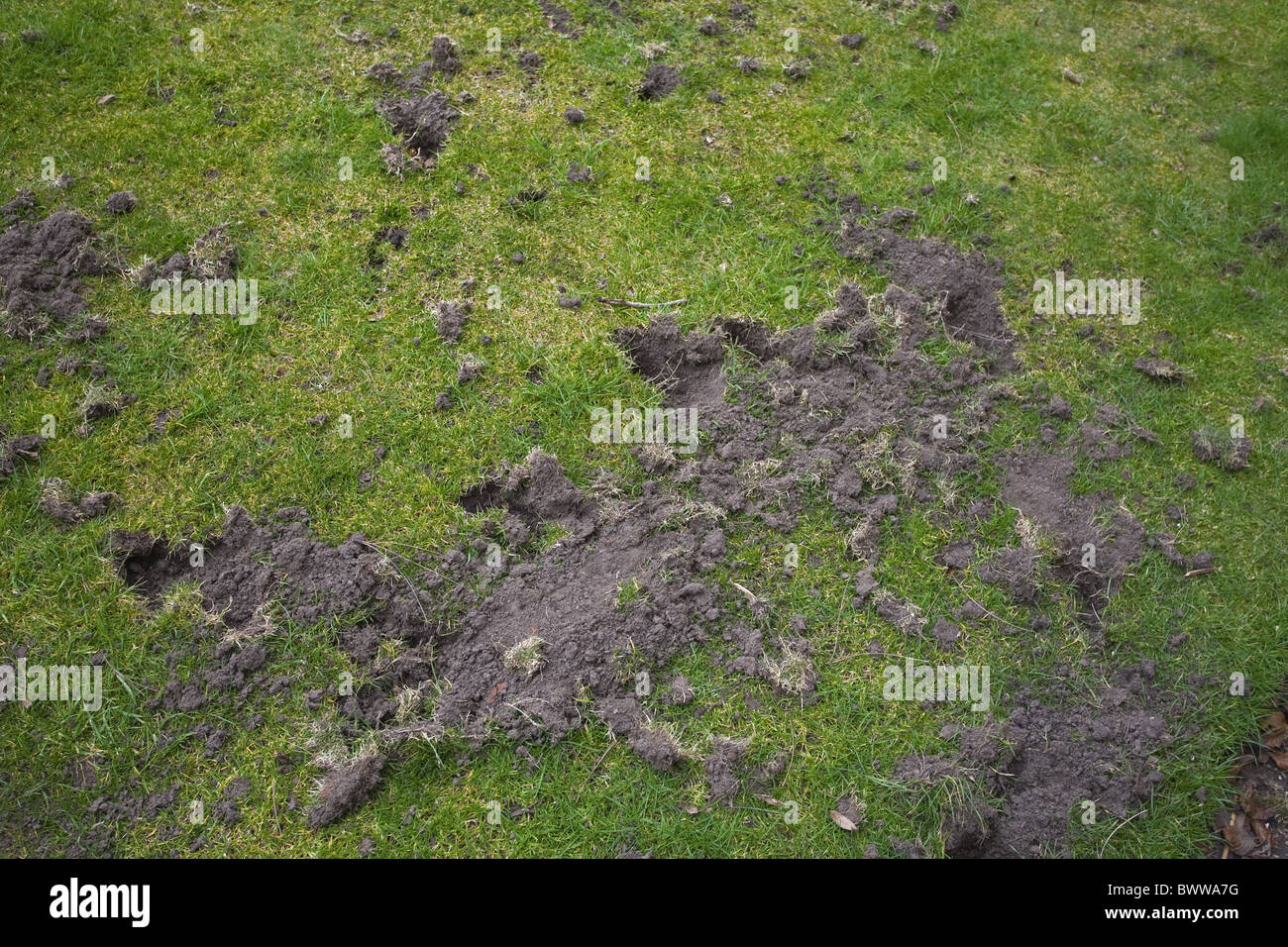 Eastern Grey Squirrel (Sciurus carolinensis) introduced species, damage ...