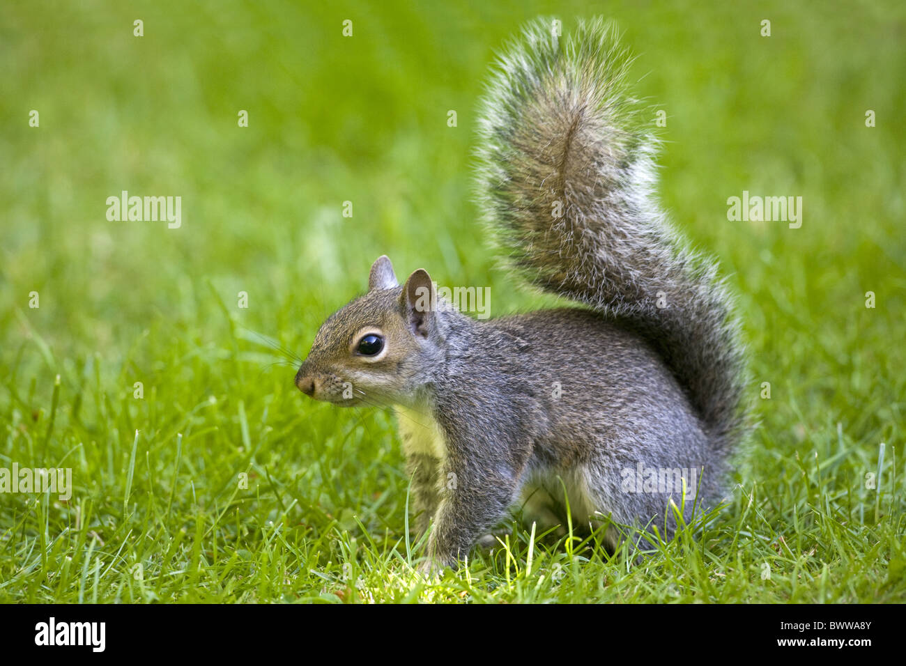 Eastern Grey Squirrel Sciurus carolinensis Stock Photo - Alamy