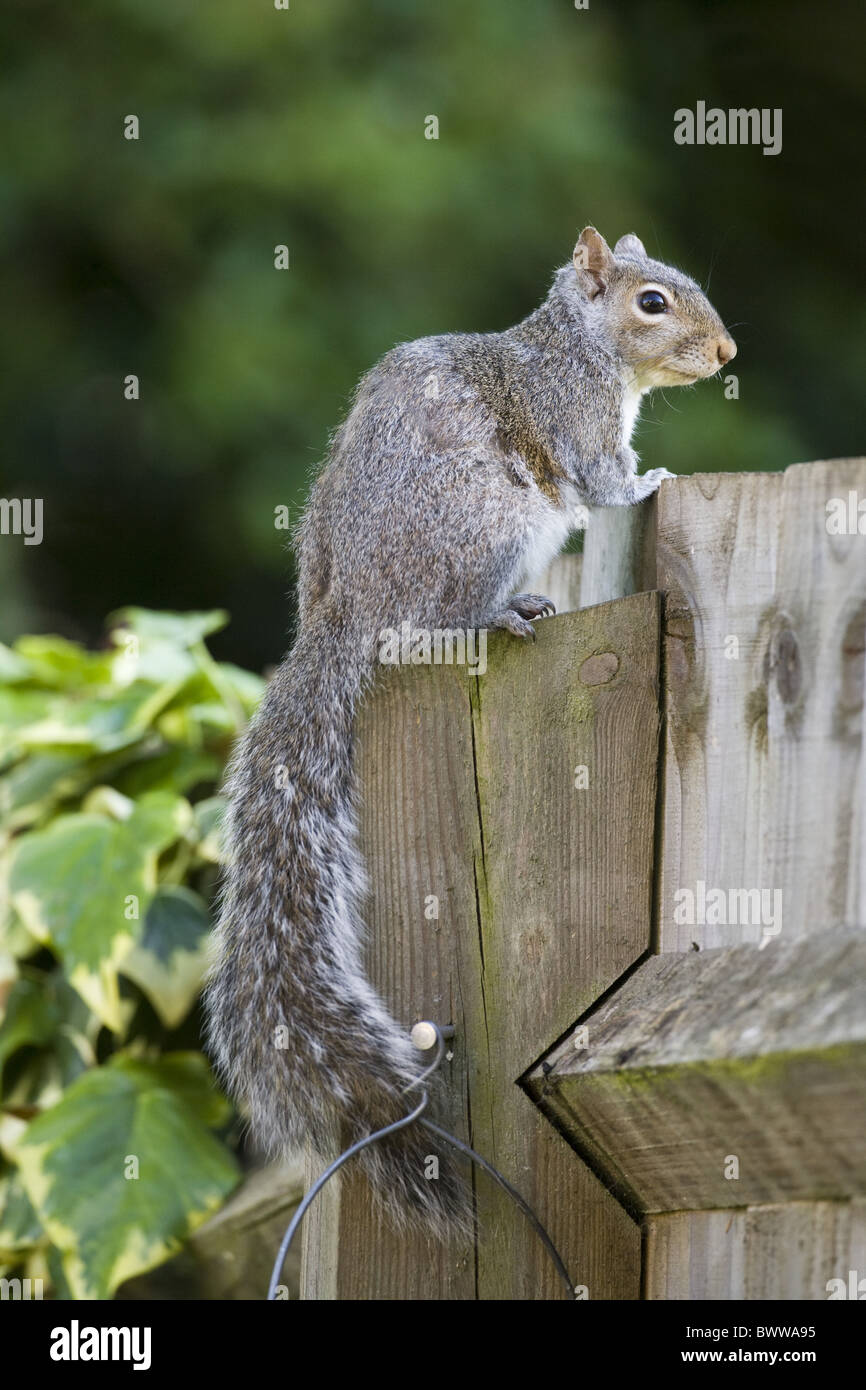 Eastern Grey Squirrel Sciurus carolinensis Stock Photo - Alamy