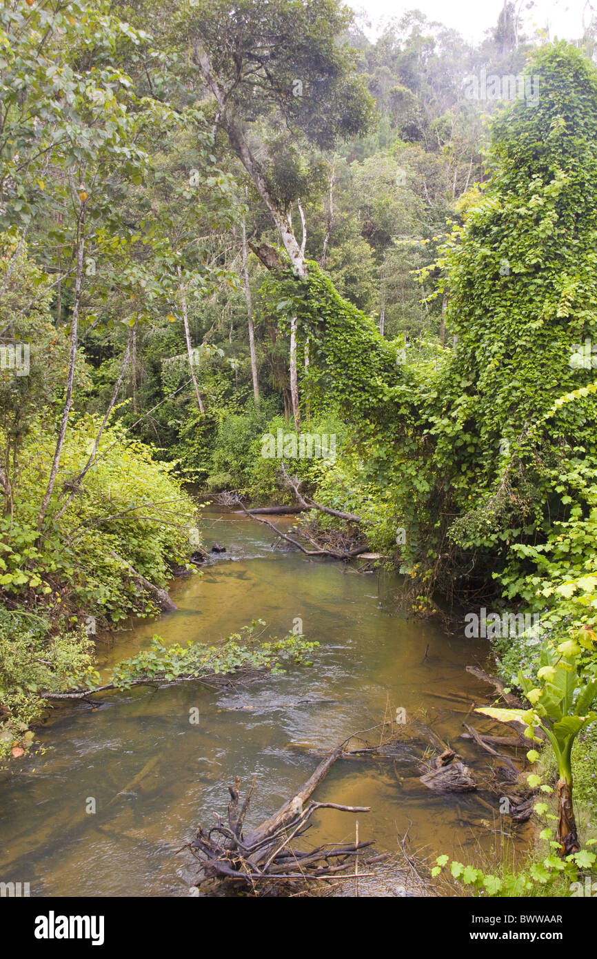 Stream tropical rainforest Andasibe Madagascar Stock Photo - Alamy