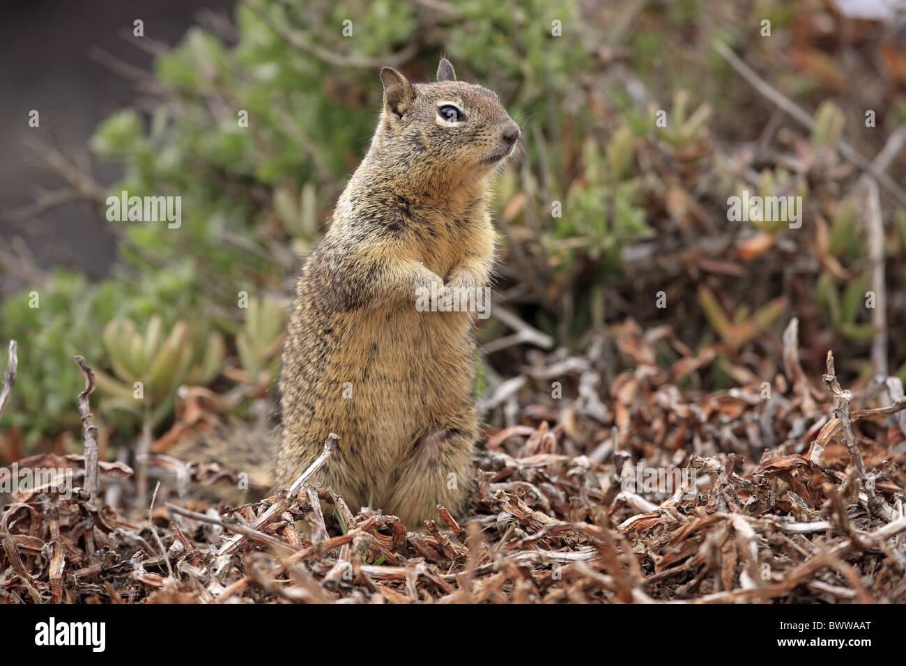 wachsam - alert squirrel squirrels rodent rodents mammal mammals animal ...