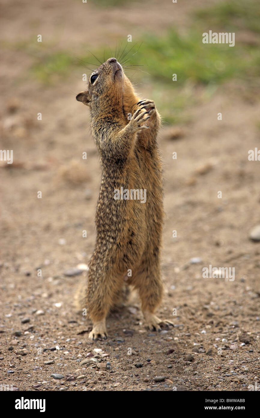 bettelt - begging squirrel squirrels rodent rodents mammal mammals ...