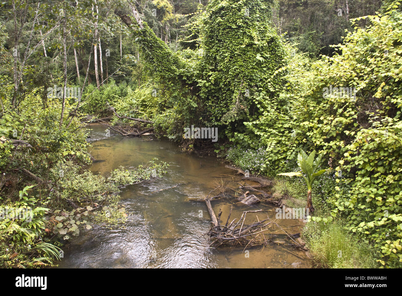 Stream tropical rainforest Andasibe Madagascar Stock Photo - Alamy