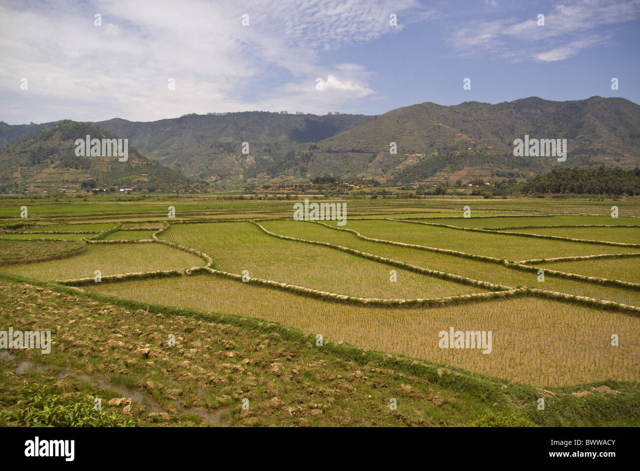 rice fields Madagascar Stock Photo - Alamy