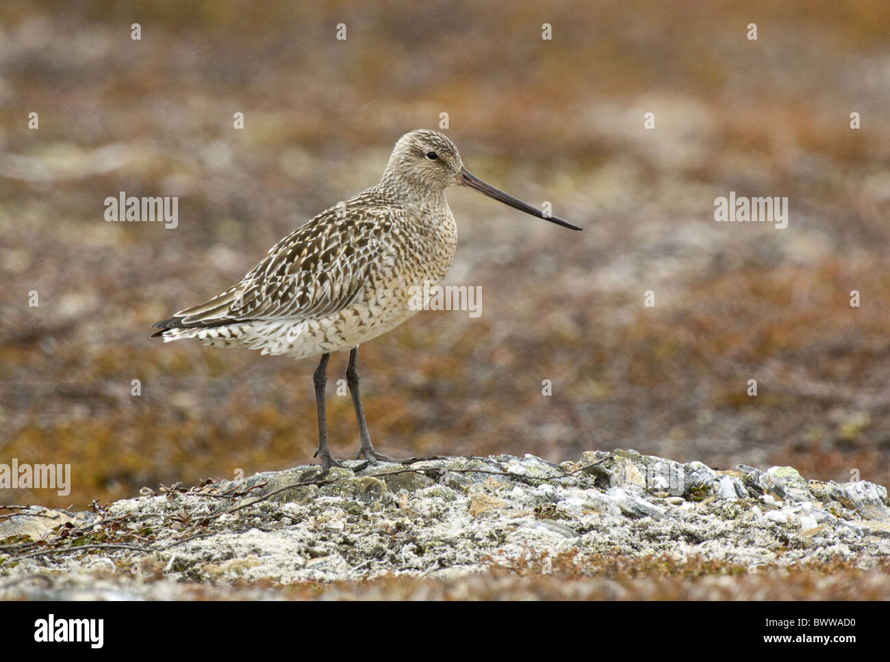 Bar-tailed Godwit (Limosa lapponica) adult female, summer plumage ...
