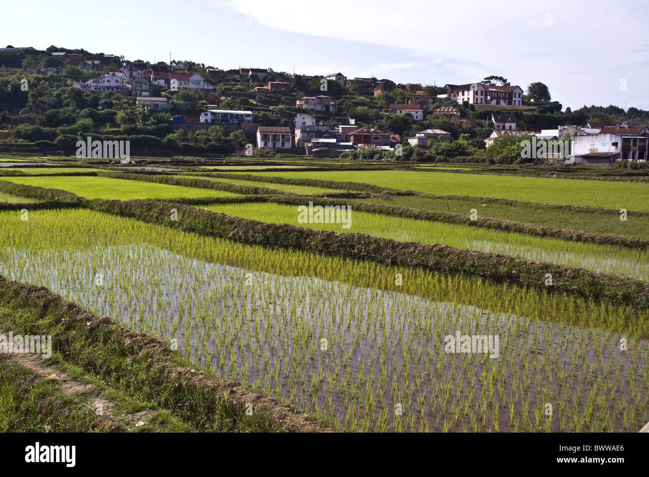 Rice terraces Madagascar highlands Stock Photo - Alamy