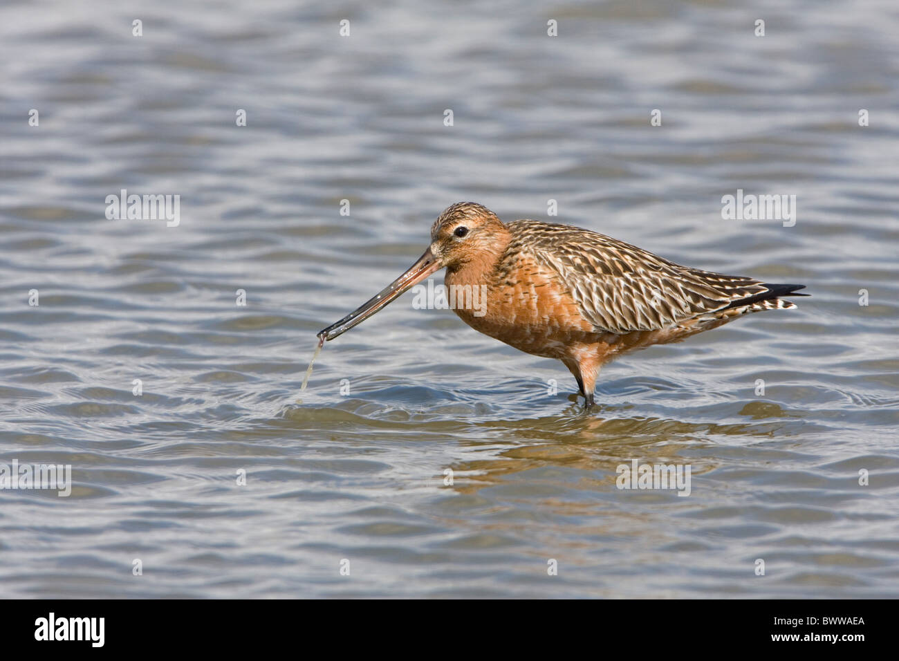 Bar-tailed Godwit (Limosa lapponica) adult male, summer plumage ...
