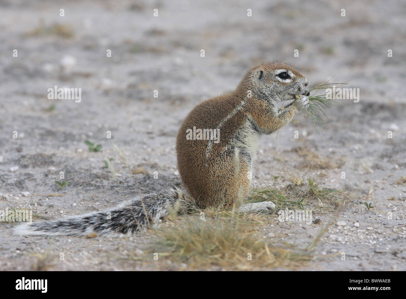 Cape Ground Squirrel Xerus inauris adult feeding Stock Photo - Alamy