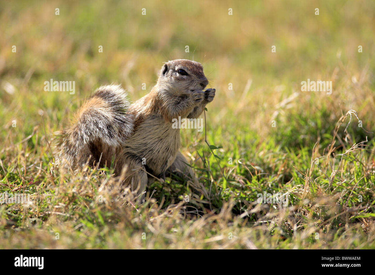 Cape Ground Squirrel Xerus inauris adult feeding Stock Photo - Alamy