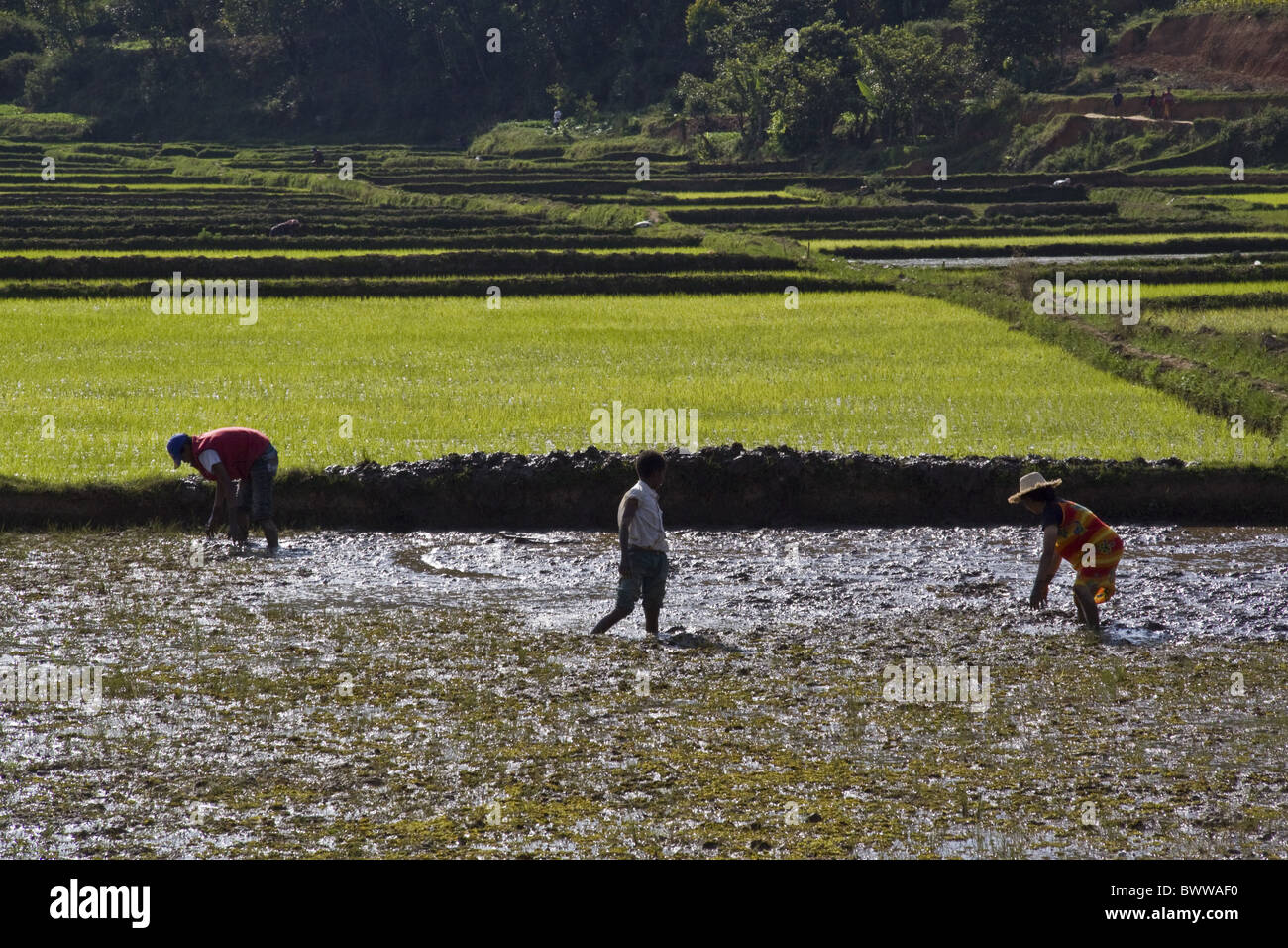 Planting rice terraced fields Madagascar highlands Stock Photo - Alamy