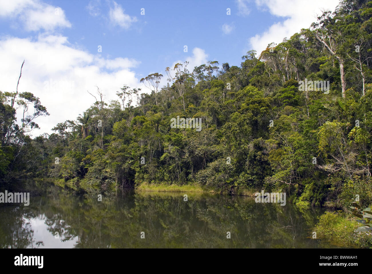 tropical forest at Andasibe, Madagascar Stock Photo - Alamy