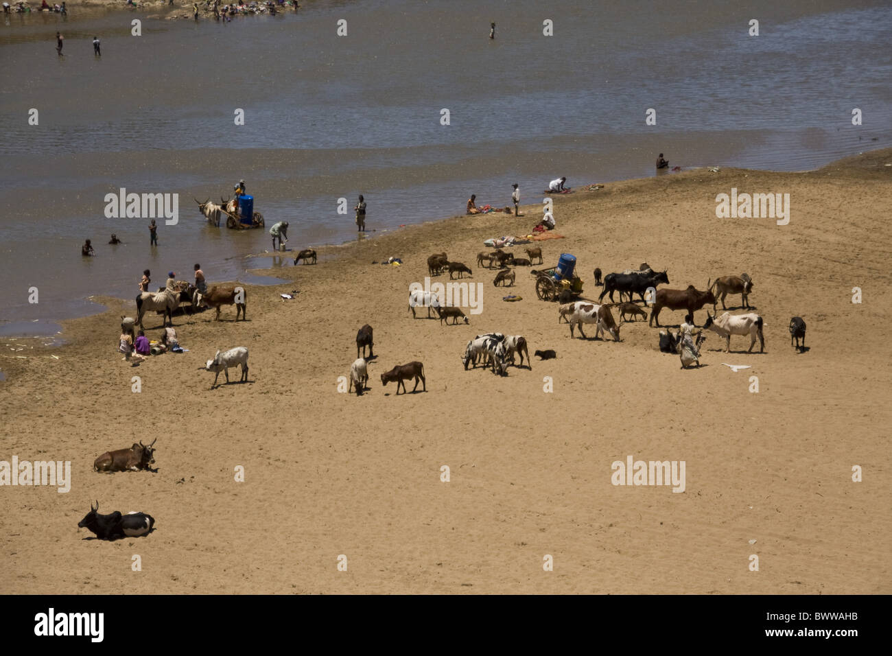 Zebus Bos primigenius indicus zebu zeboo cattle humped indicus domestic ...