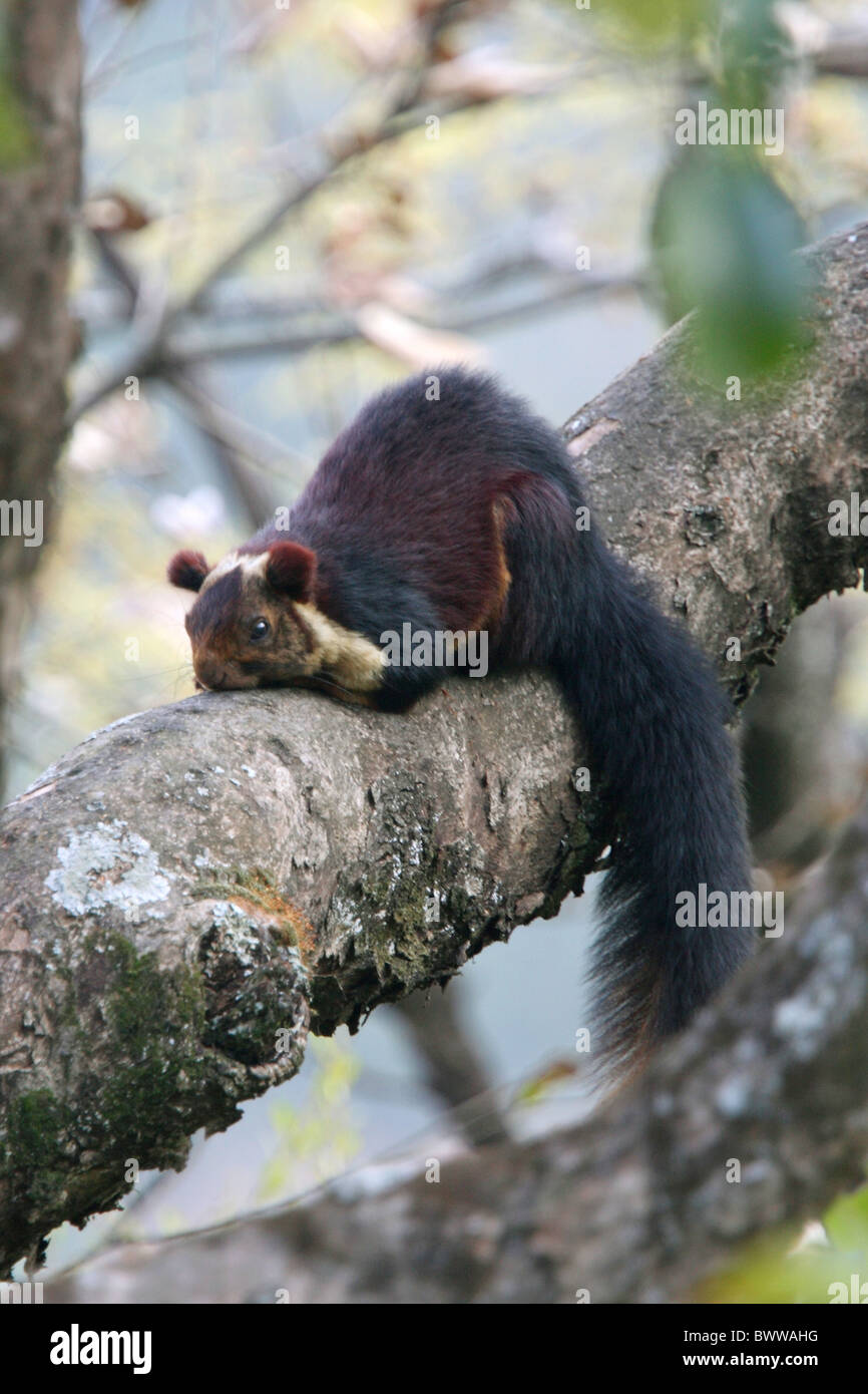 Indian Giant Squirrel Ratufa indica maximus Stock Photo - Alamy