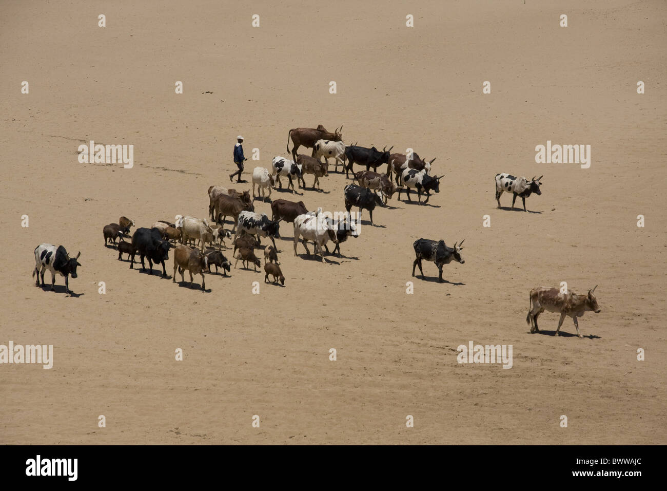 Zebus sometimes known as 'humped cattle' or 'indicus' cattle, are a ...