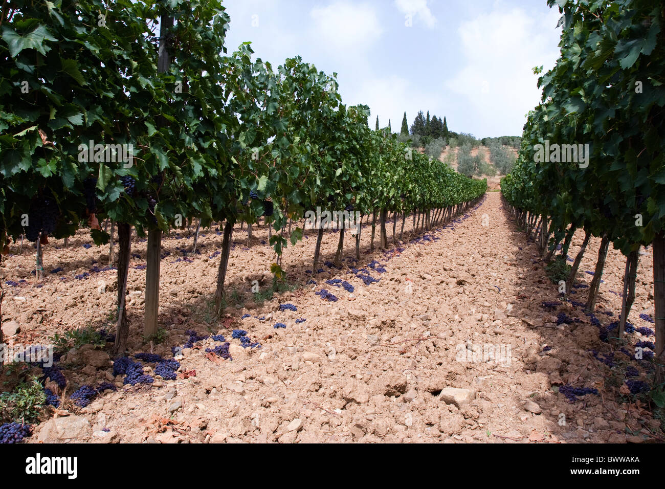 vineyard red wine Brunello di Montalcino Tuscany Italy. grow growing ...