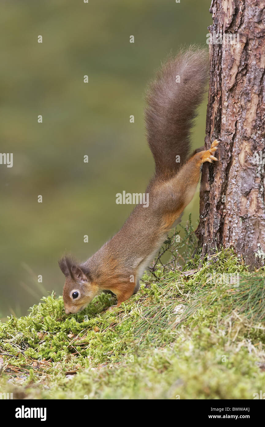 Red Squirrel Sciurus vulgaris Scots pine tree squirrels mammals ears ...