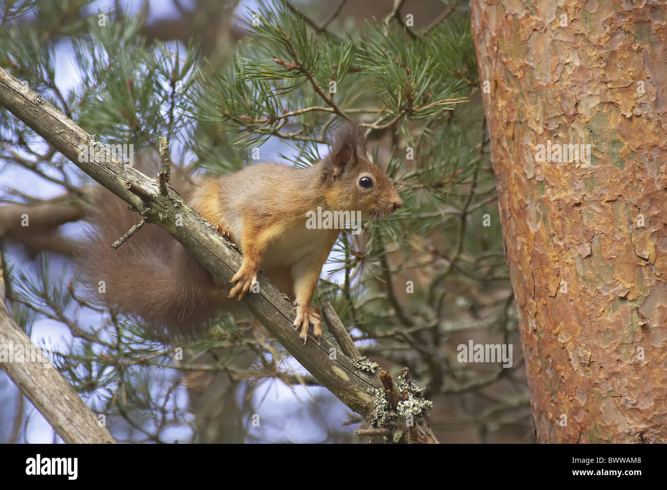 Red Squirrel Scots pine tree squirrels mammals ears tail whiskers ...