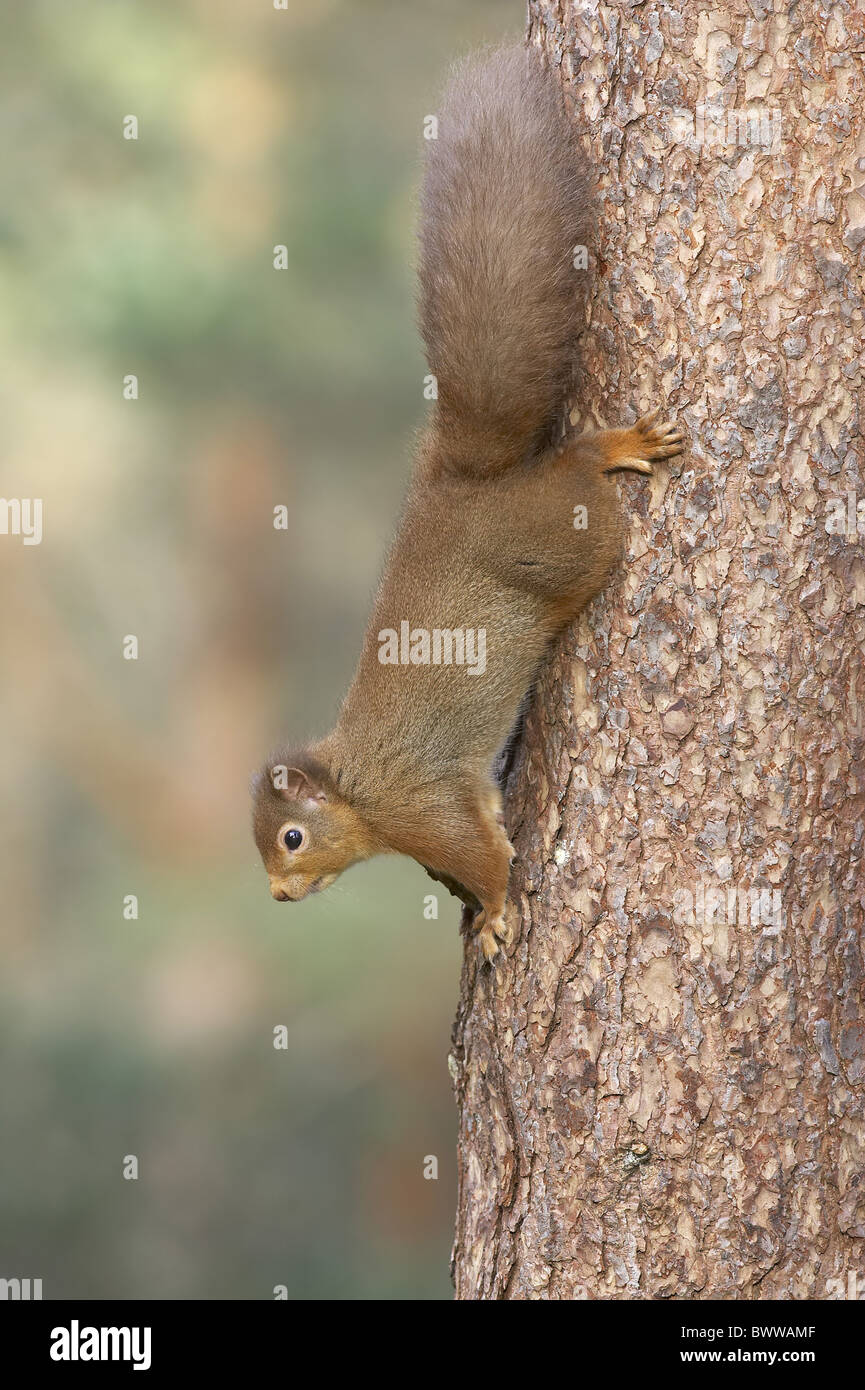 Caledonian pine forest Red Squirrel Scots pine tree squirrels mammals ...