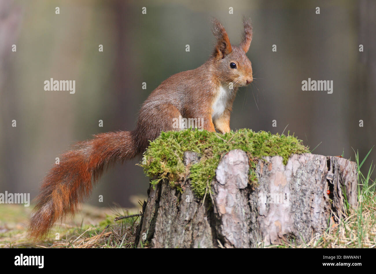 Eurasian Red Squirrel Sciurus vulgaris adult male Stock Photo - Alamy