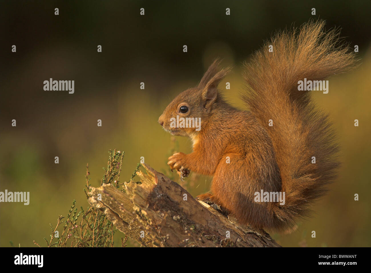 Eurasian Red Squirrel Sciurus vulgaris adult Stock Photo - Alamy