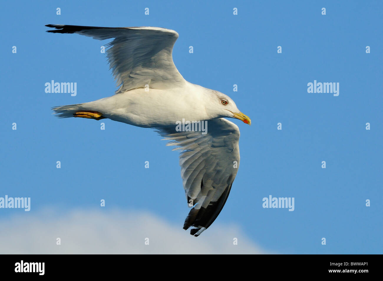 Mediterranean seagull larus michahellis in flight hi-res stock ...