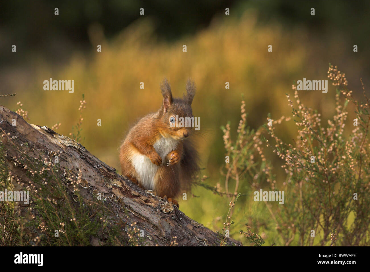 Eurasian Red Squirrel Sciurus vulgaris adult Stock Photo - Alamy