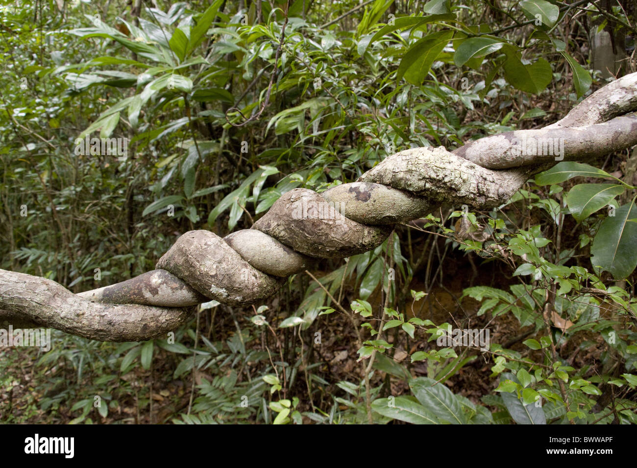 Twisted Tropical vine Stock Photo - Alamy