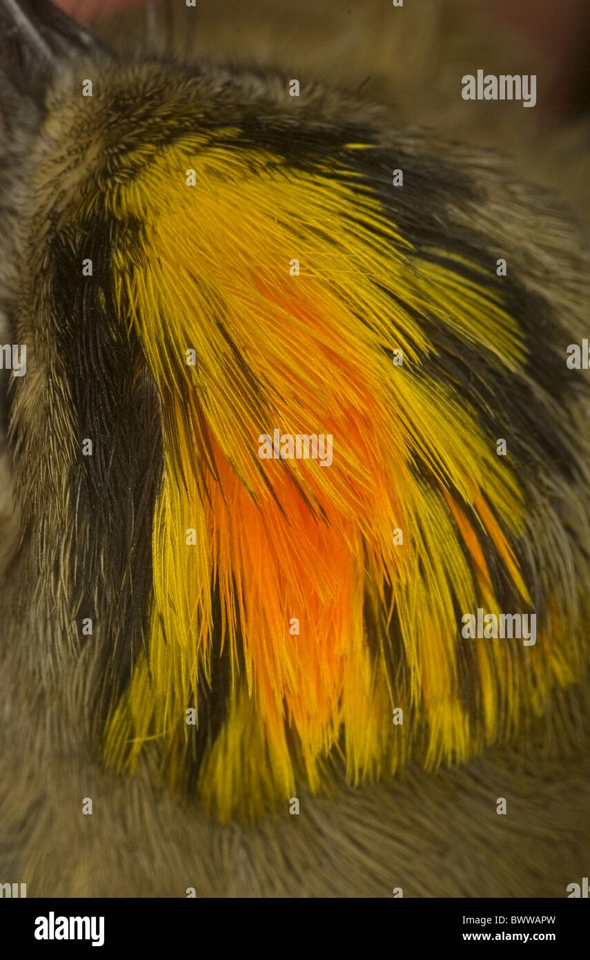 Crest feathers hi-res stock photography and images - Alamy